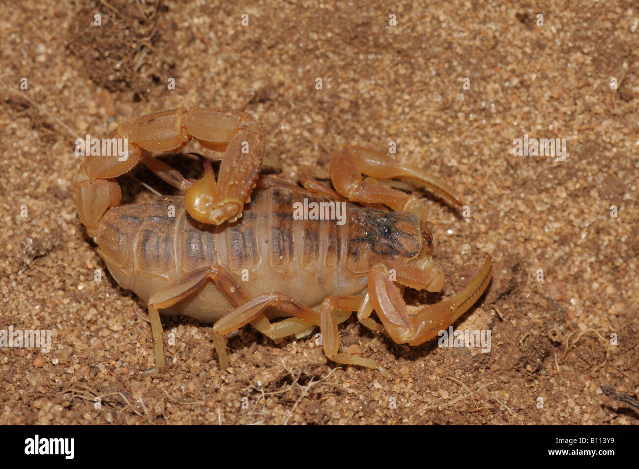 scorpion - Buthus occitanus Stock Photo - Alamy