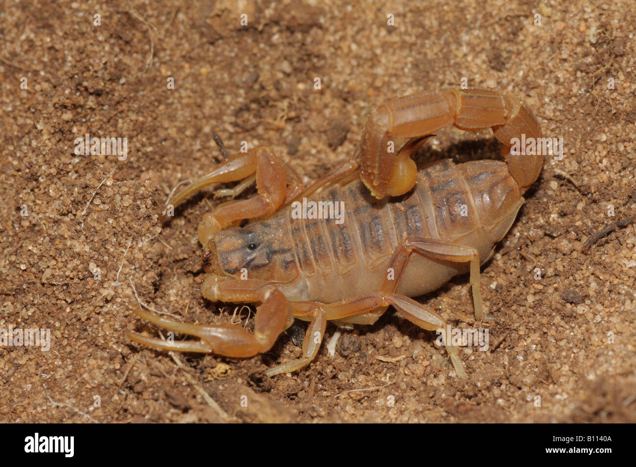 Buthus scorpion hi-res stock photography and images - Alamy