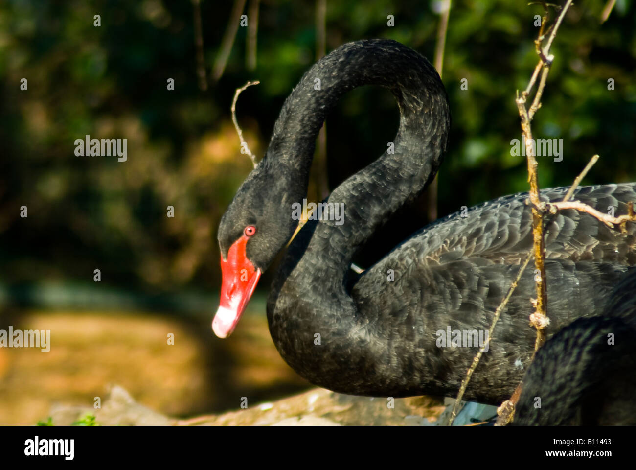 Aggressive lack swan Stock Photo - Alamy