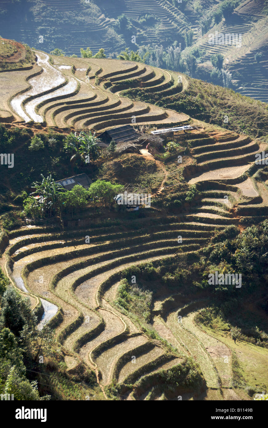 Rice terraces near Sapa Northern Vietnam Stock Photo - Alamy