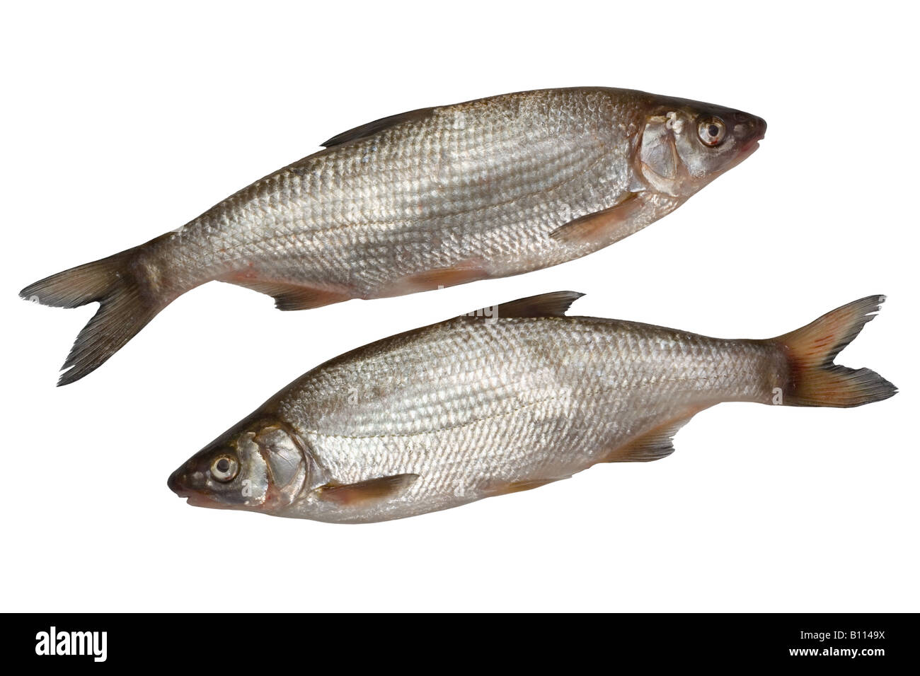 Two nase fishes Stock Photo - Alamy