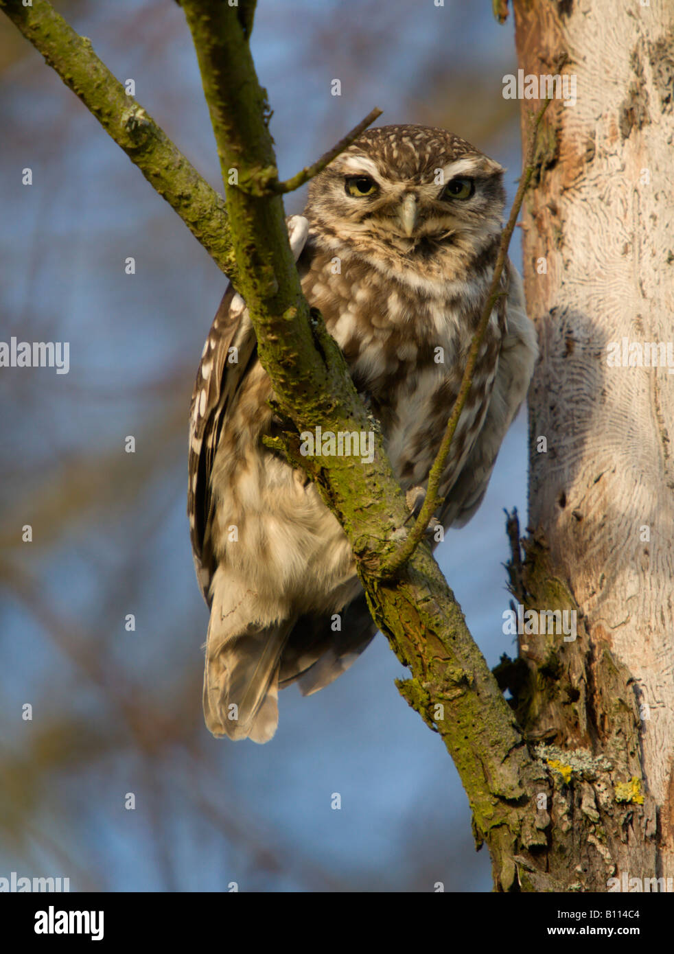 Dead owl hi-res stock photography and images - Alamy