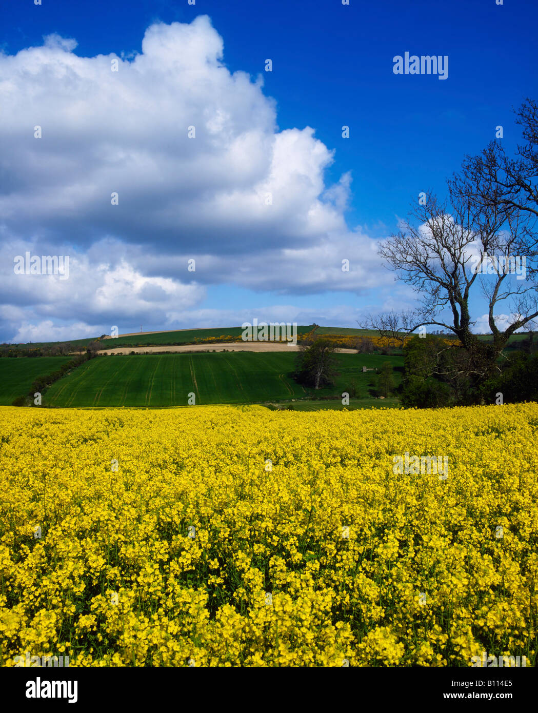 Rapeseed seeds hi-res stock photography and images - Alamy