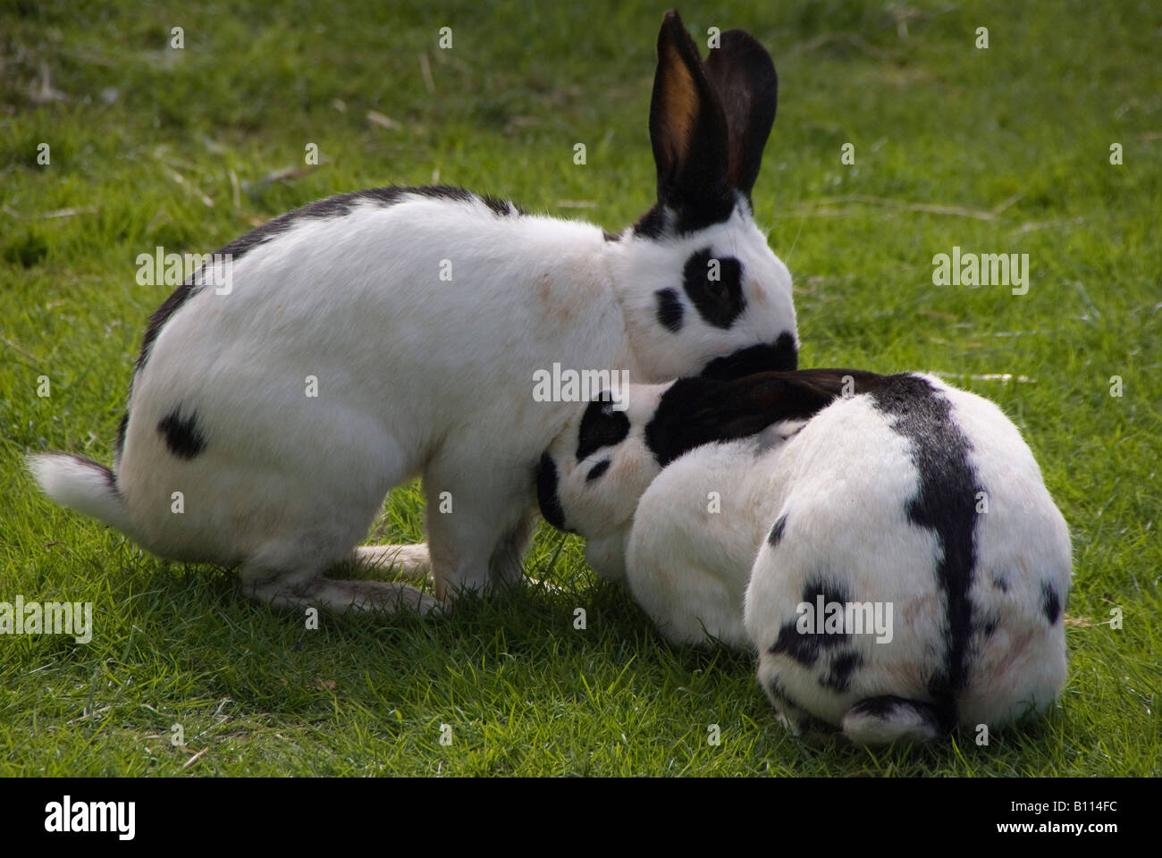 Giant rabbit breed shown at Five Sisters Zoo near Livingstone Scotland ...