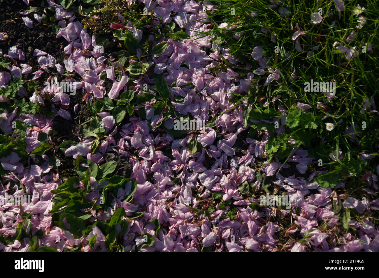 Fallen cherry blossom Stock Photo - Alamy