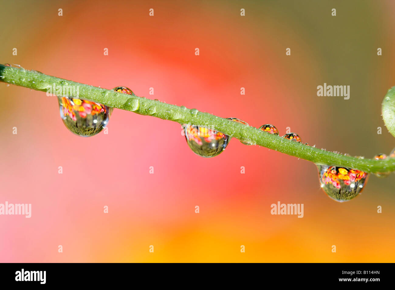 Droplets and flowers Stock Photo - Alamy
