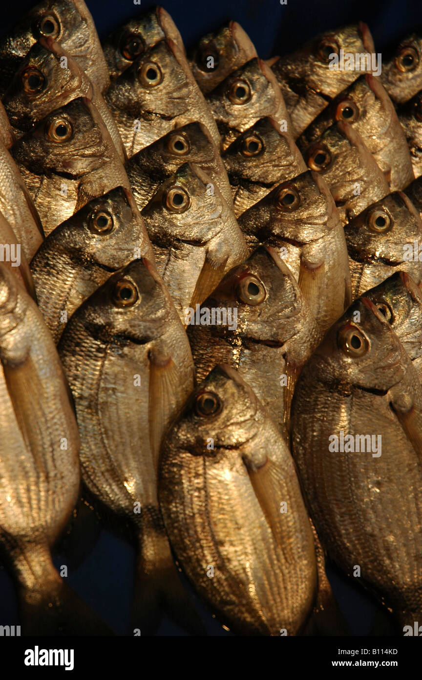 Packed fresh fish waiting for distribution Stock Photo - Alamy