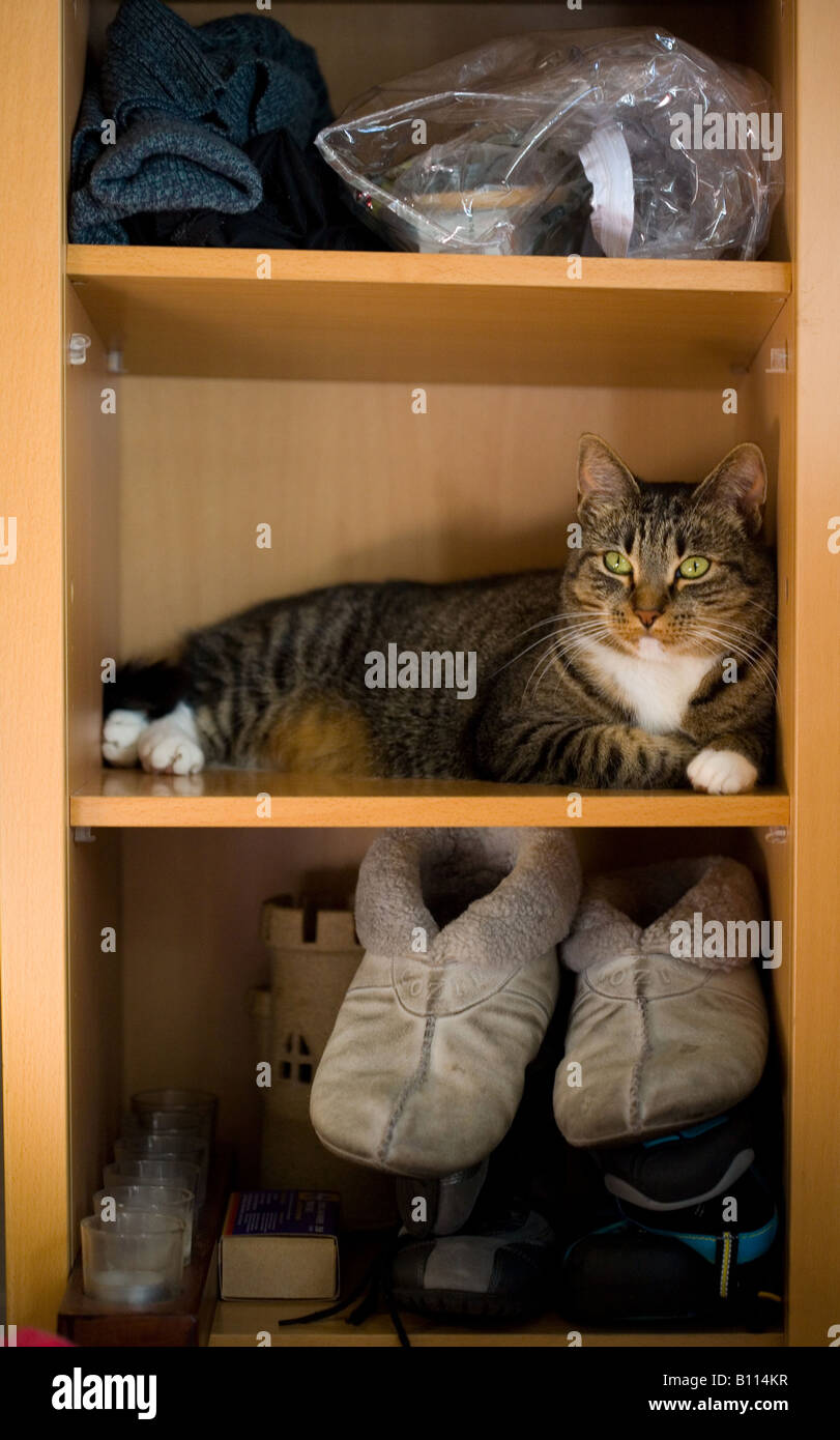 cat on a shelf Stock Photo - Alamy