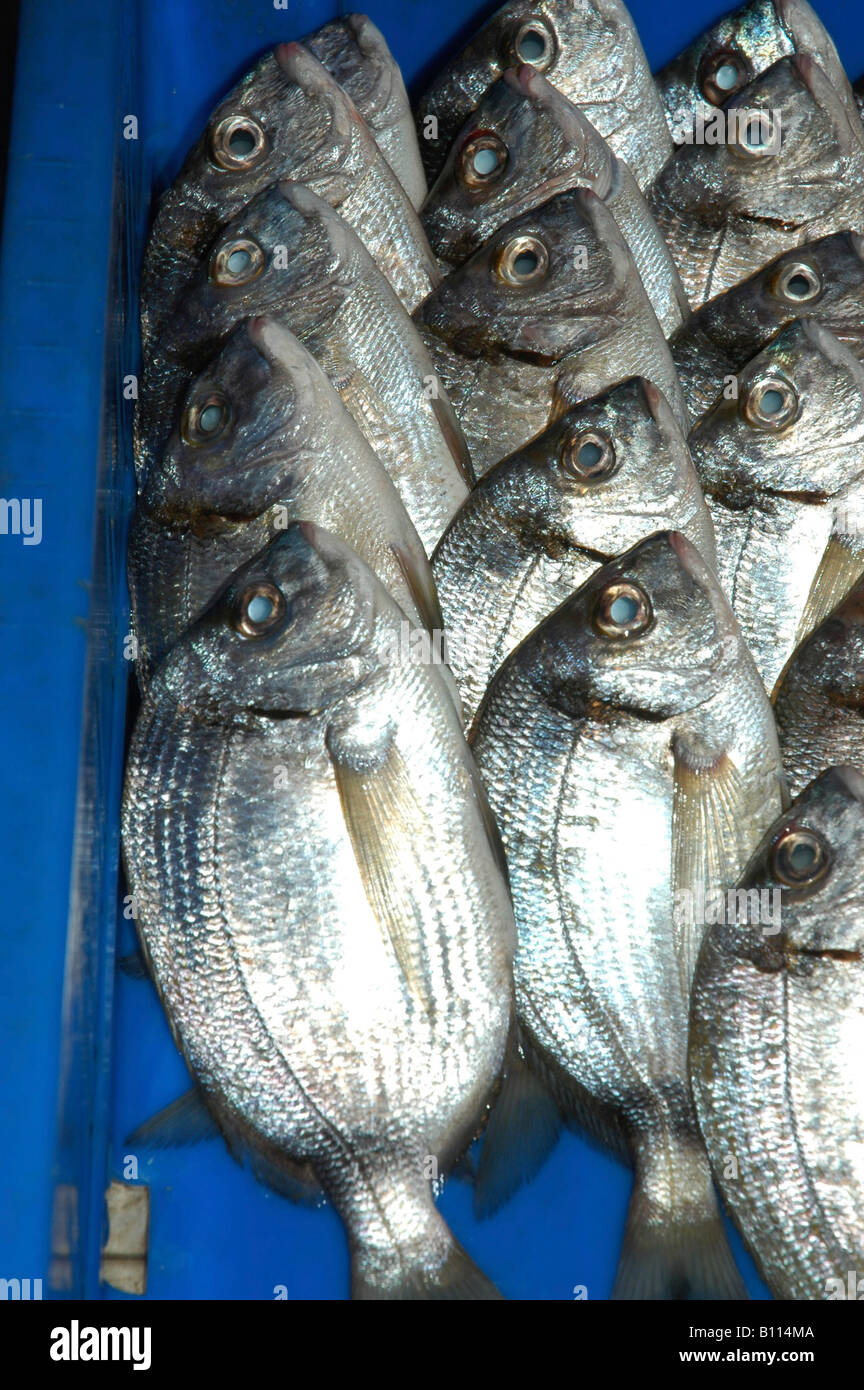 Catch distribution hi-res stock photography and images - Alamy