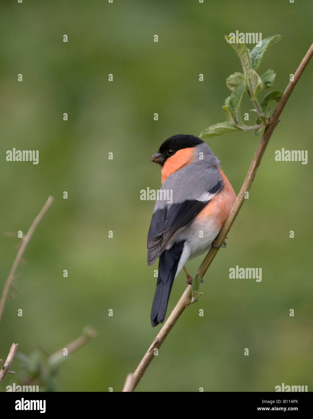 male bullfinch Pyrrhula pyrrhula perched on a buddleia bush Stock Photo ...