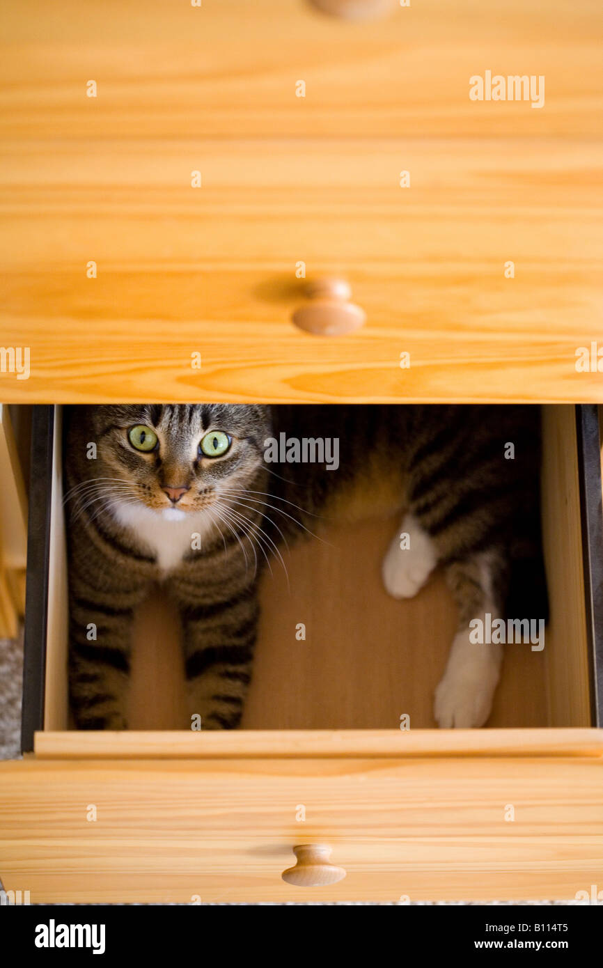 cat in a drawer Stock Photo - Alamy