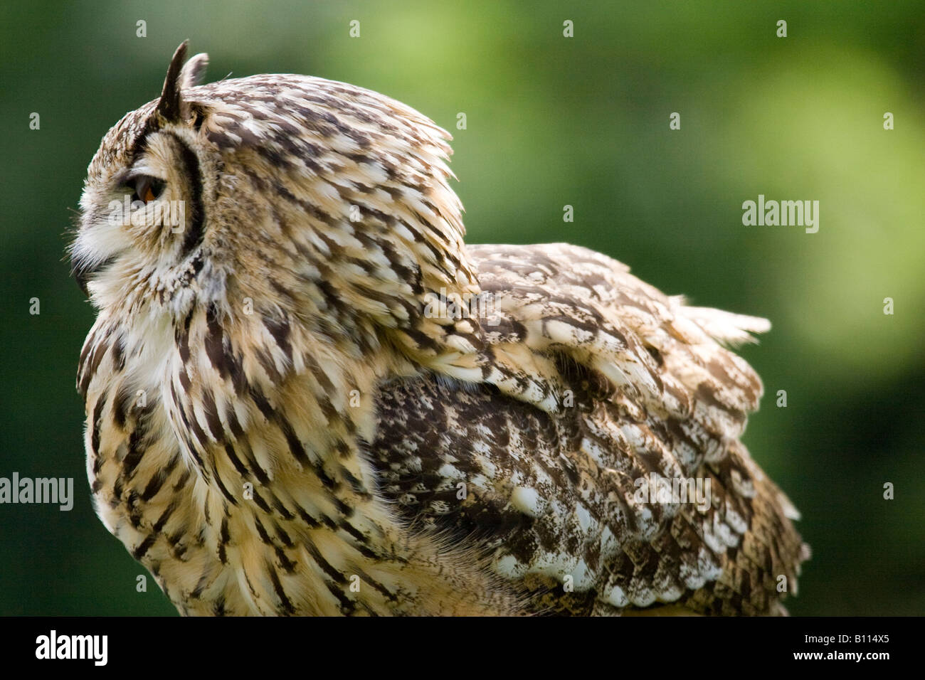 Bird of Prey - Eagle Owl Stock Photo - Alamy