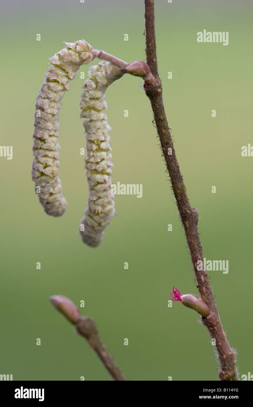Hazel tree Corylus avellana showing red female flower and male catkin ...