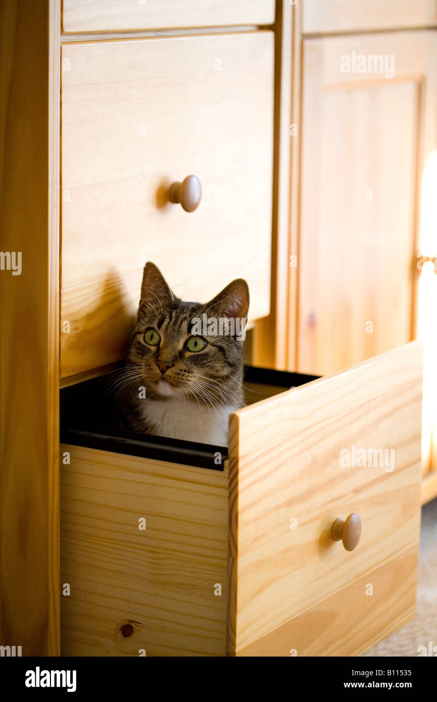 cat in a drawer Stock Photo - Alamy