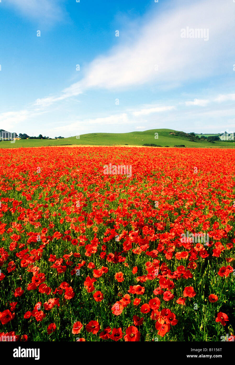 Wild poppies in countryside hi-res stock photography and images - Alamy