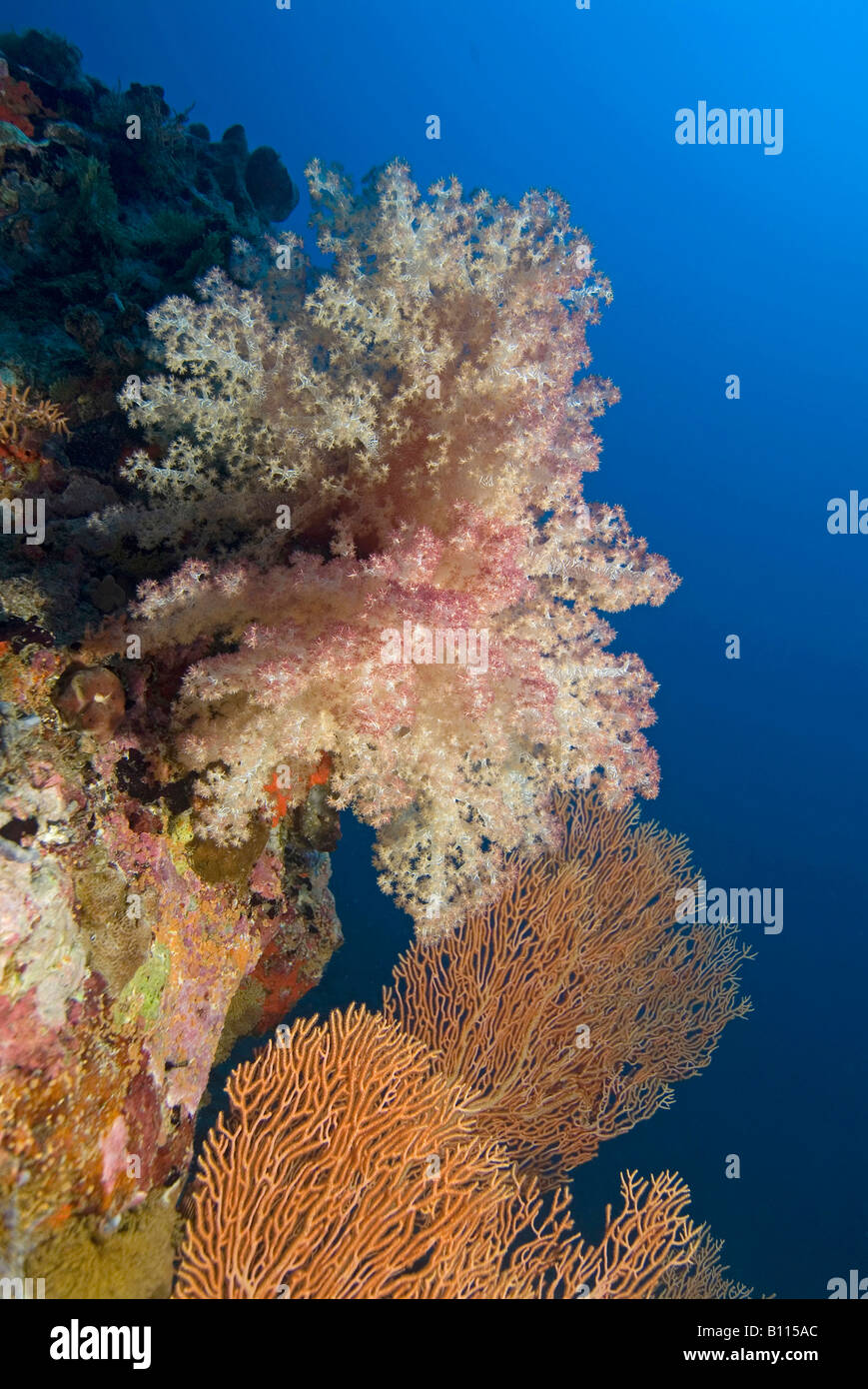 colored Soft Corals Alcyonaria Indian Ocean Maldives Islands Stock ...