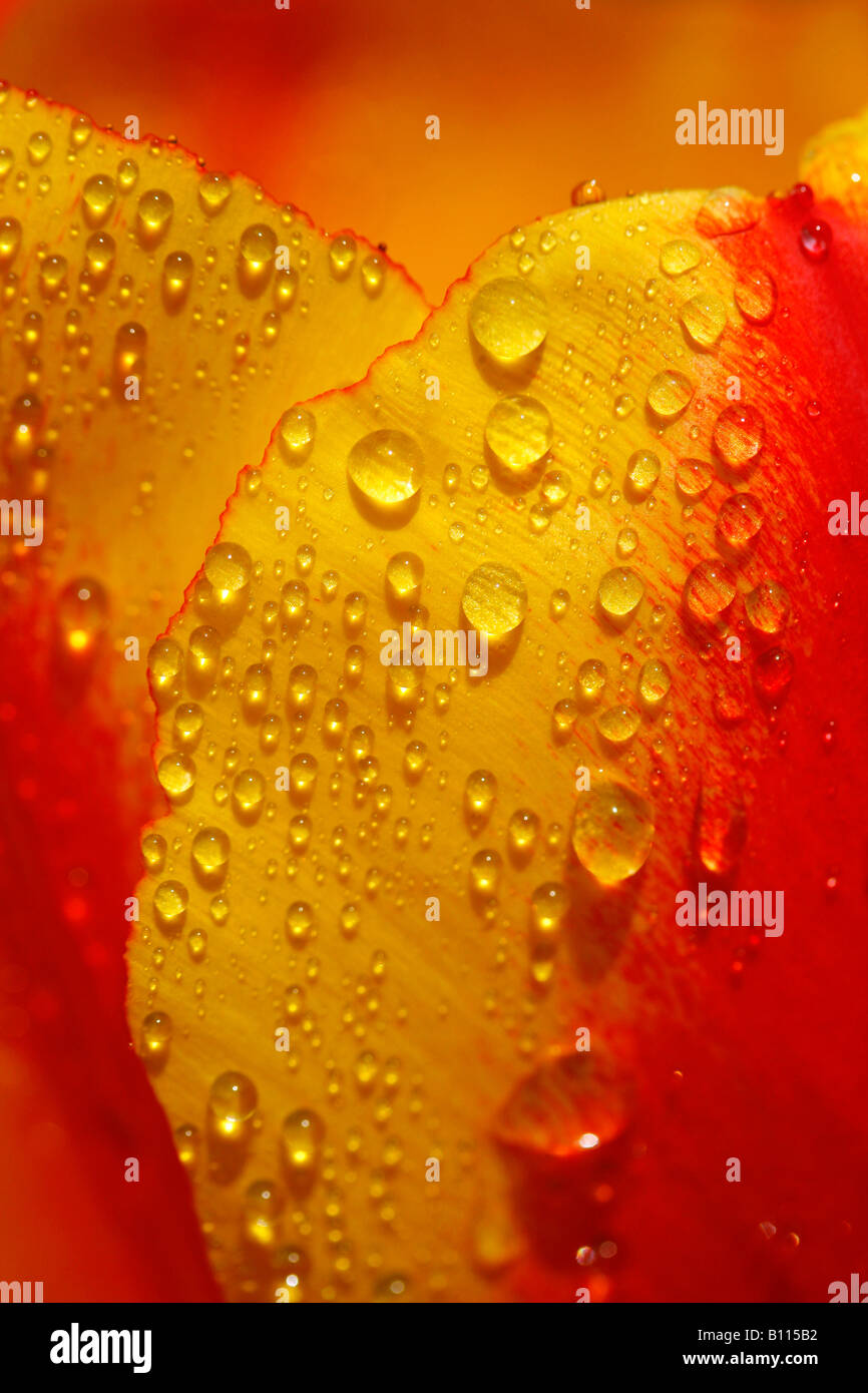 Close up rain wet dripping blossom hi-res stock photography and images ...