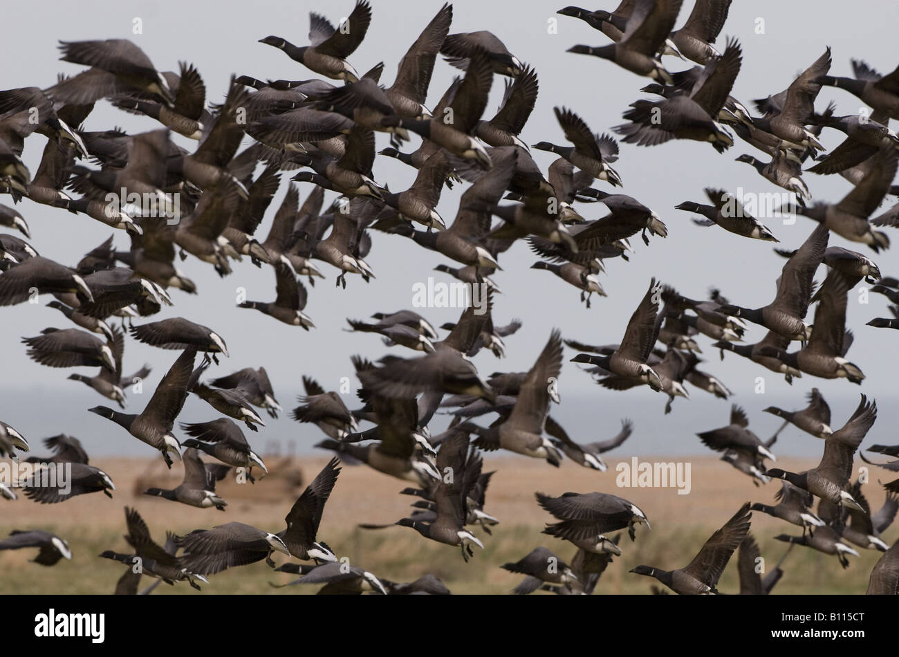 Strong flying geese hi-res stock photography and images - Alamy
