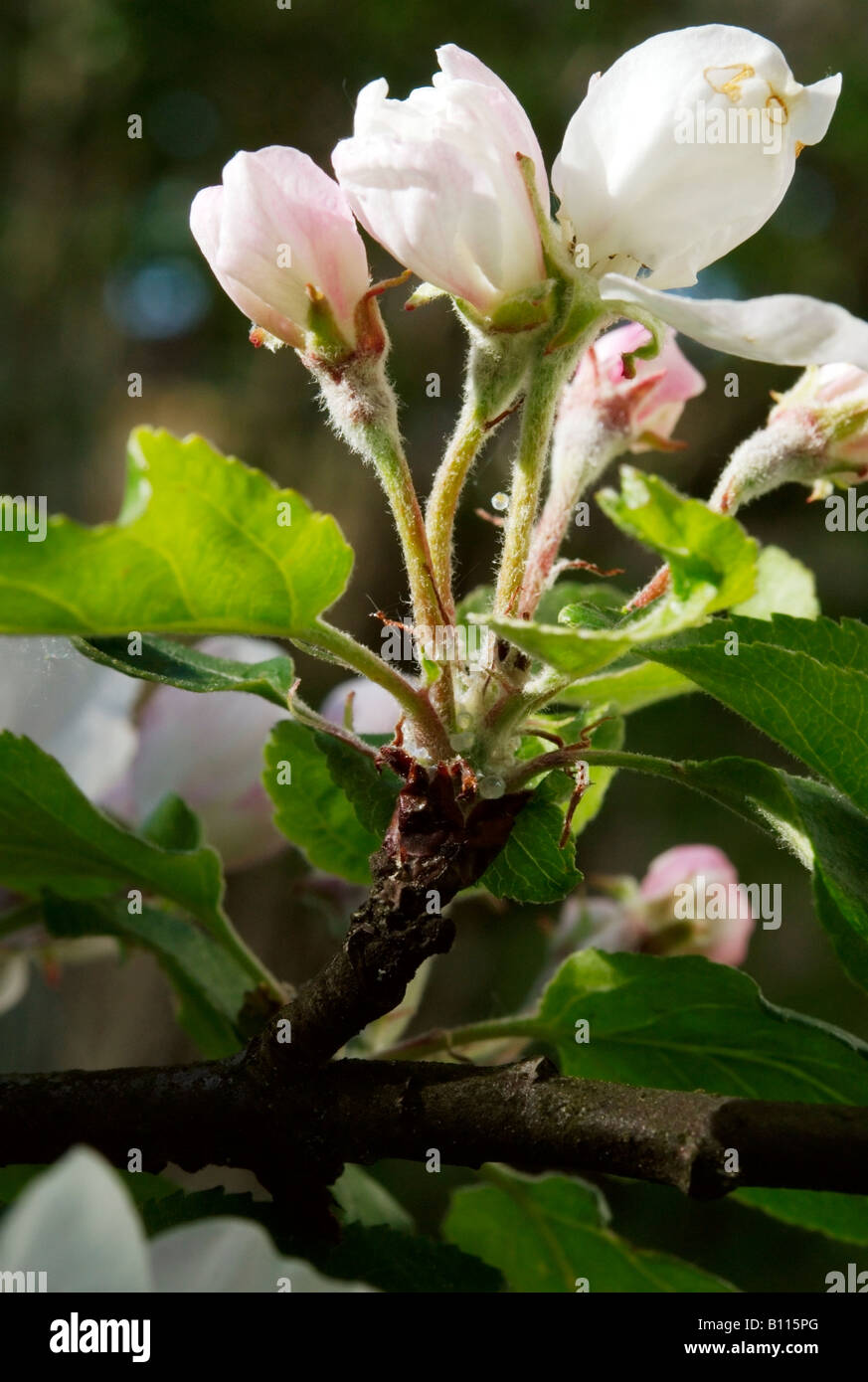 Damson flower (prunus insititia domestica Stock Photo - Alamy