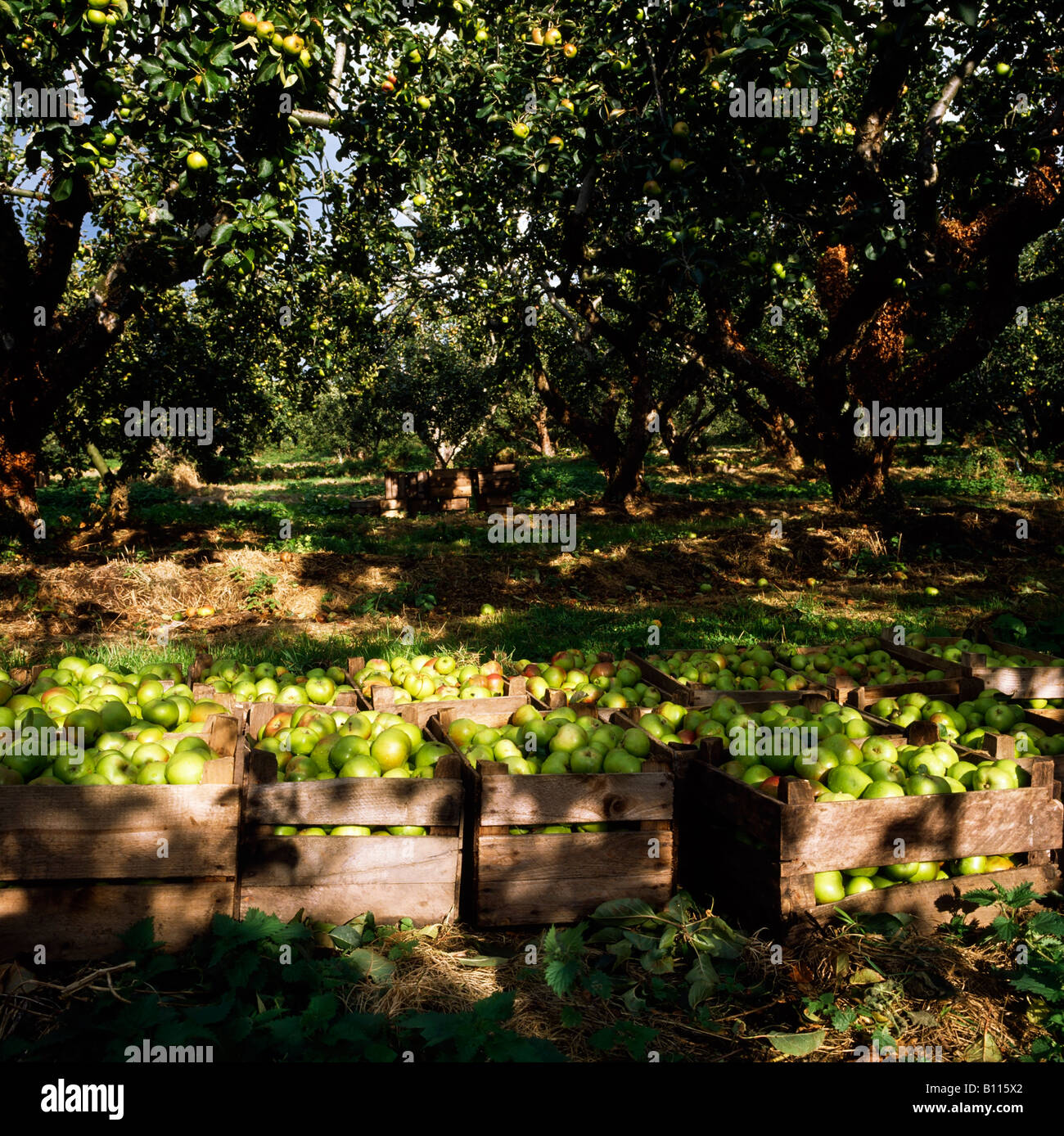 Appleorchards hi-res stock photography and images - Alamy