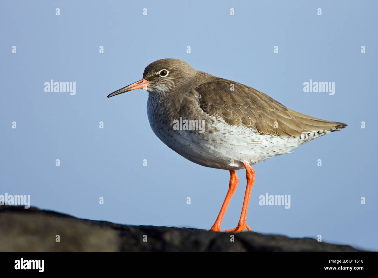 Redshank hi-res stock photography and images - Alamy