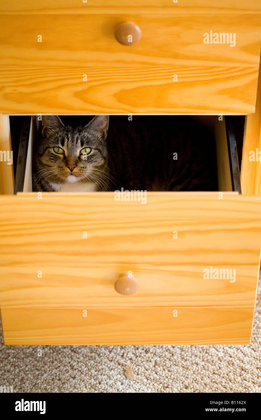 cat in a drawer Stock Photo - Alamy