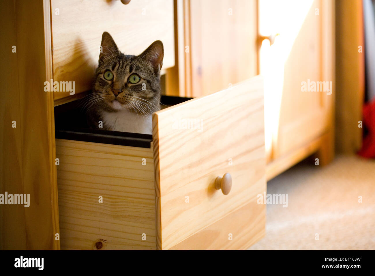 cat in a drawer Stock Photo - Alamy