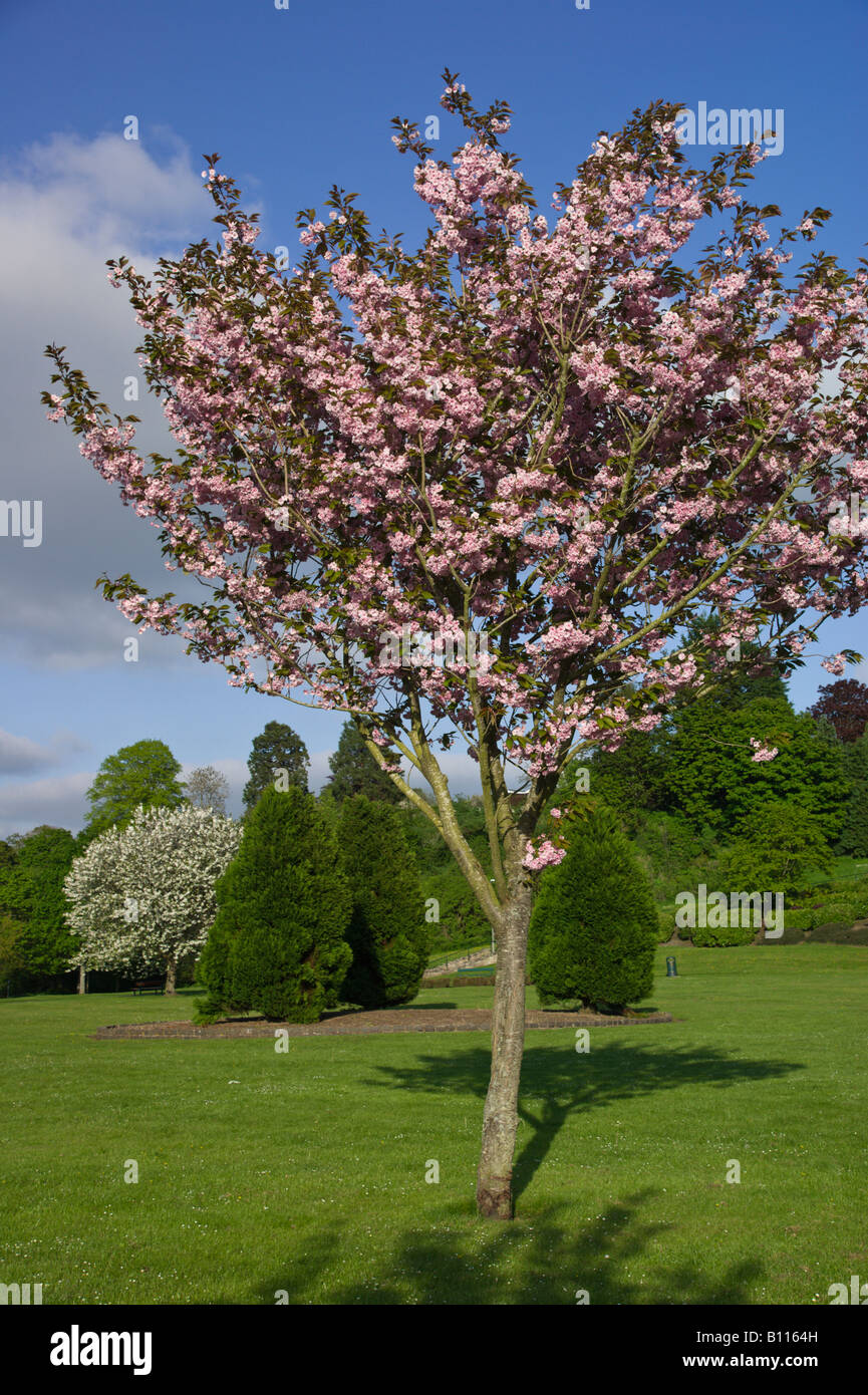 Kelso Scotland spring blossom Bridgend Park Stock Photo - Alamy