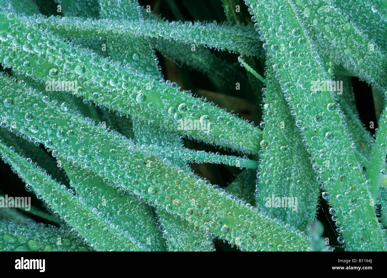 Dew covered grass, Devon, England, UK Stock Photo - Alamy