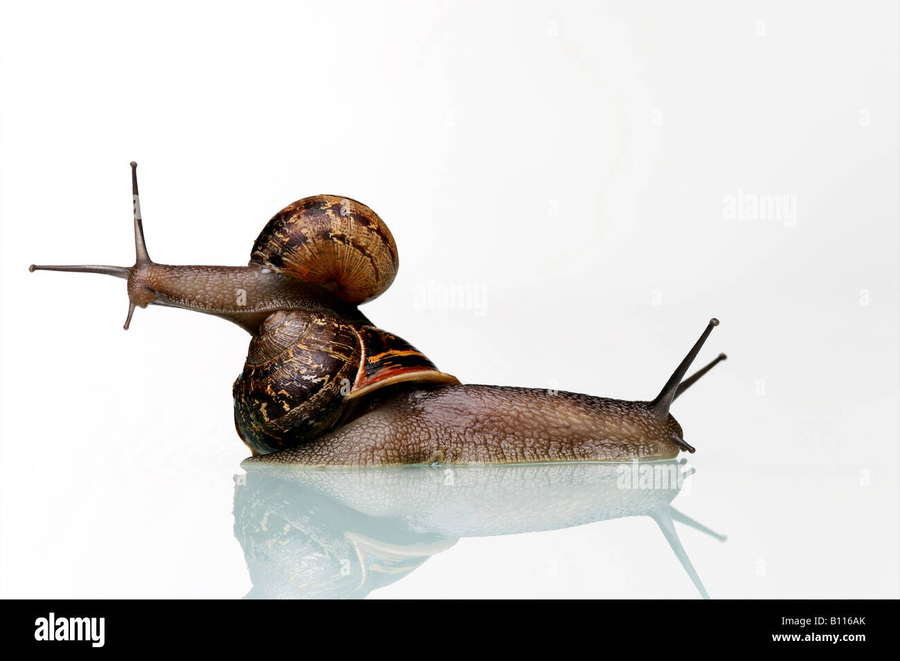 "common british snails Stock Photo - Alamy