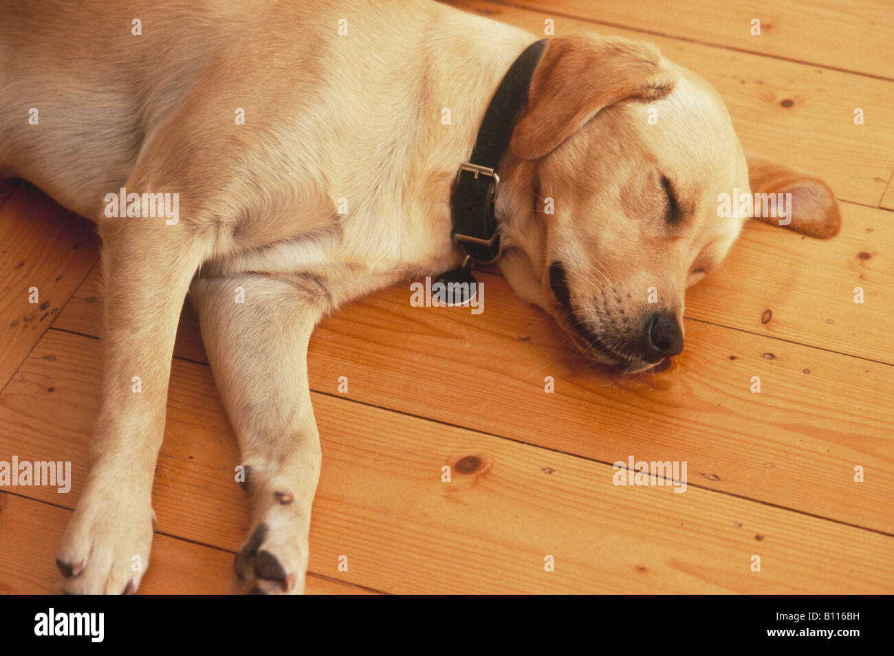 Labrador retriever dog sleeping Stock Photo - Alamy