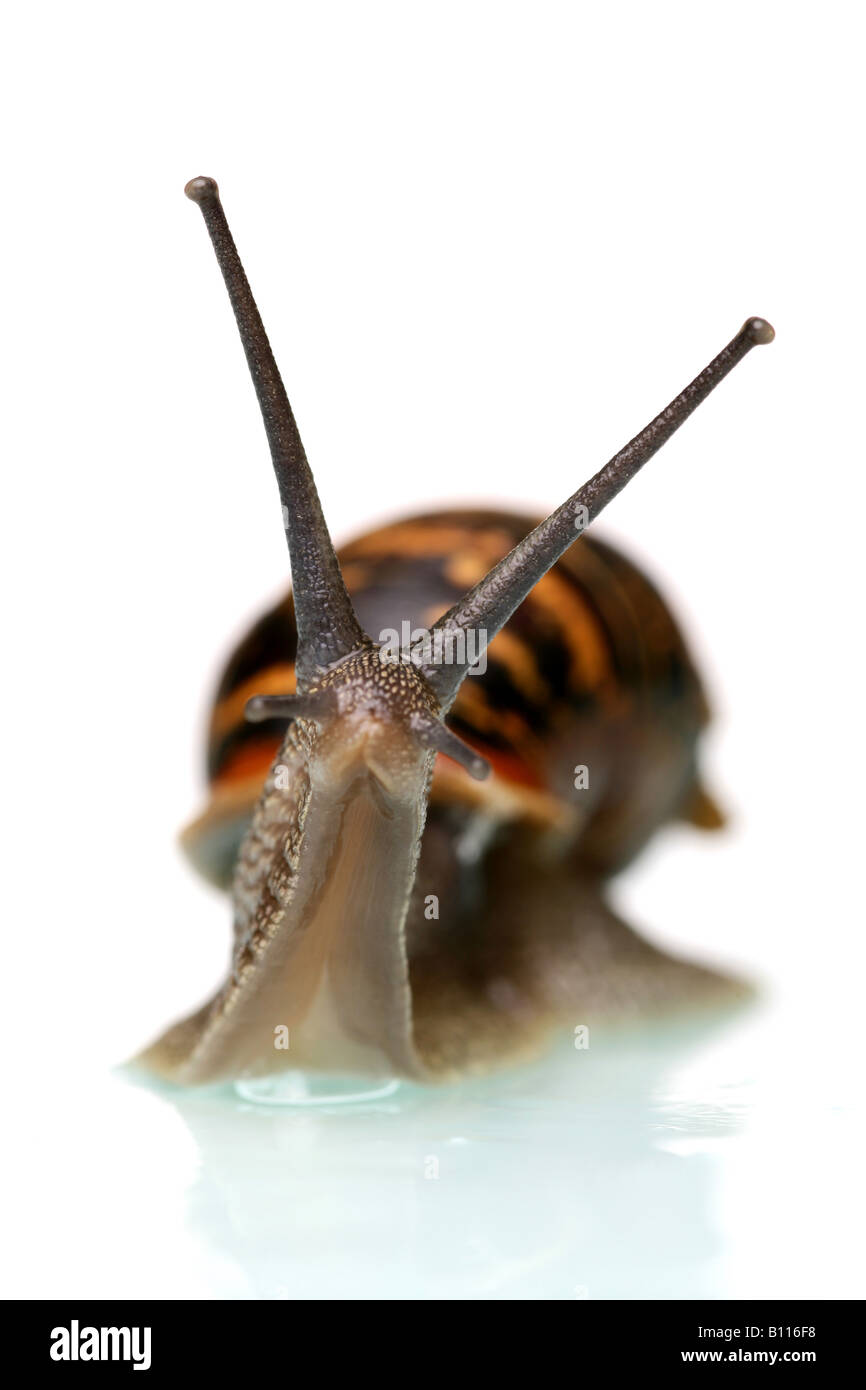 "common british snail Stock Photo - Alamy