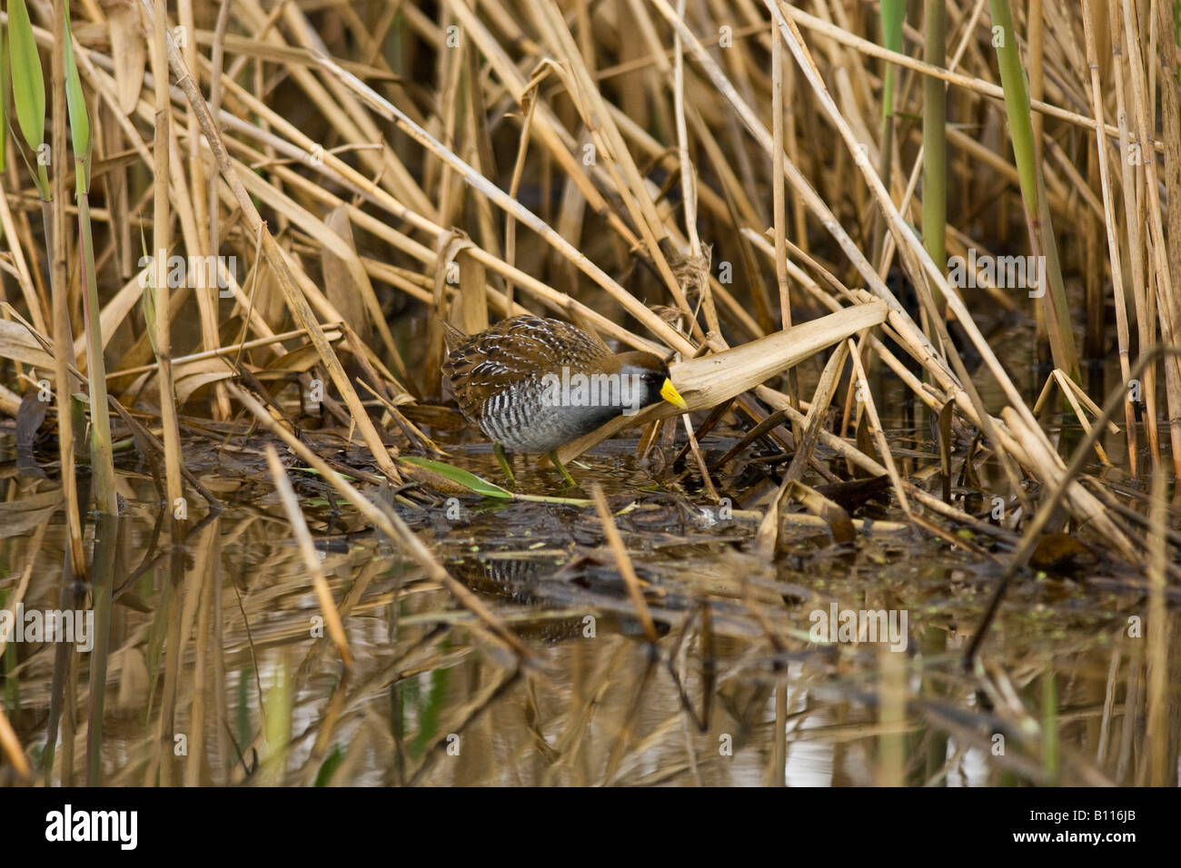 Sora feeding in wetland marsh Stock Photo - Alamy