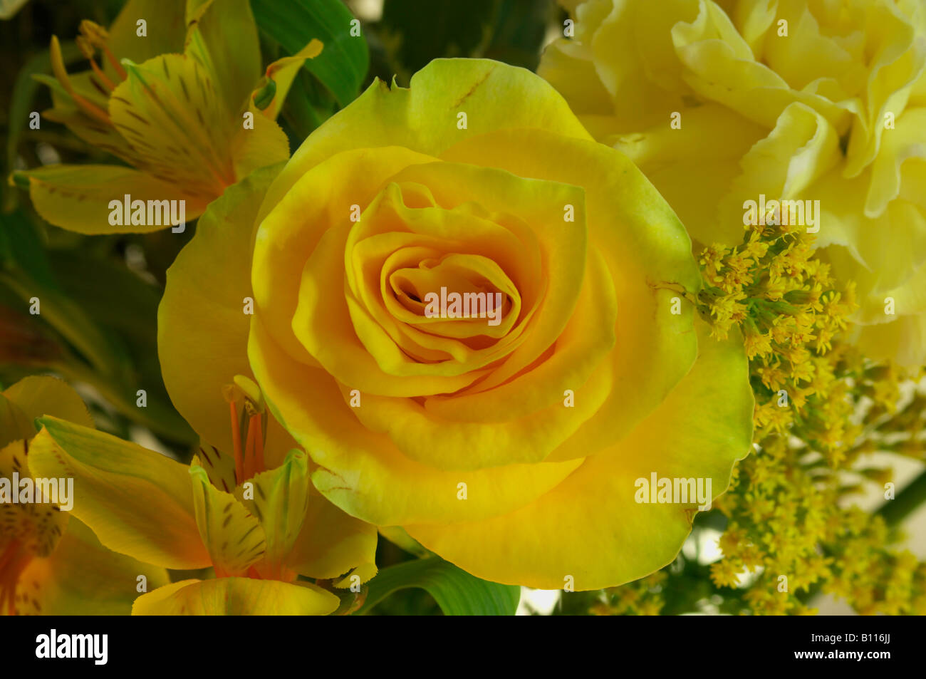 Yellow and rose color colour hi-res stock photography and images - Alamy