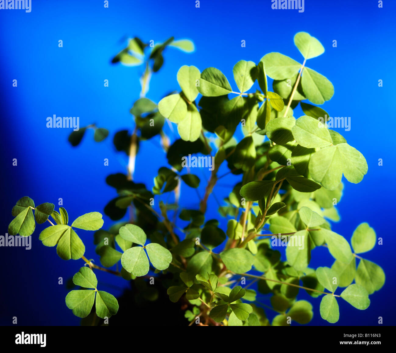 Shamrock, Symbol of Ireland Stock Photo - Alamy