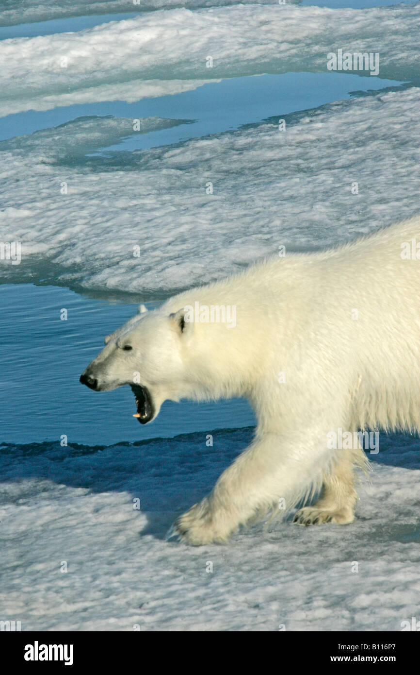 Female Polar Bear on Sea Ice, Svalbard, Norway Stock Photo - Alamy