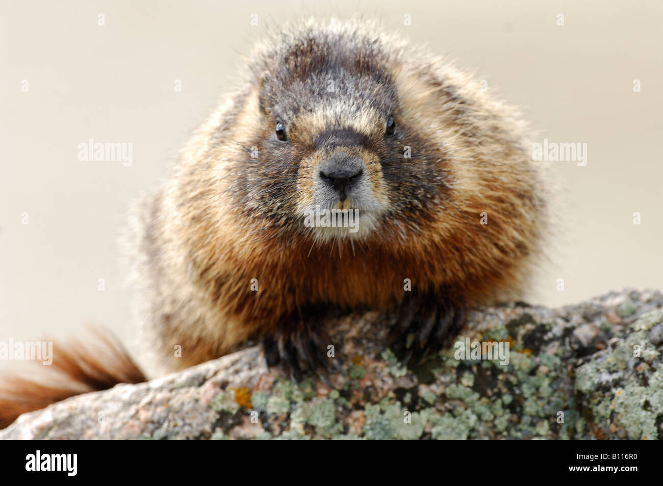 Yellow bellied marmot sitting hi-res stock photography and images - Alamy