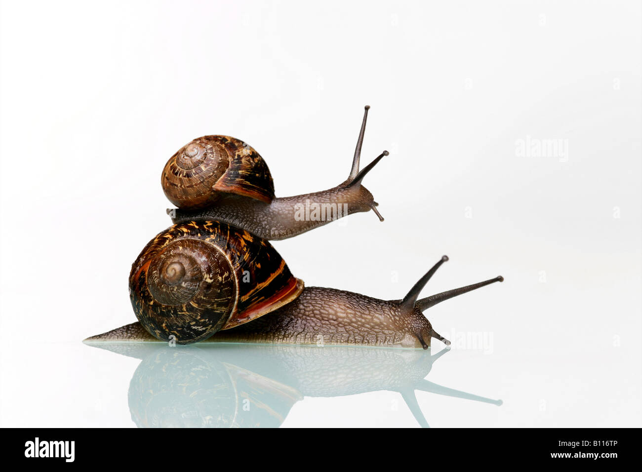 "common british snails Stock Photo - Alamy