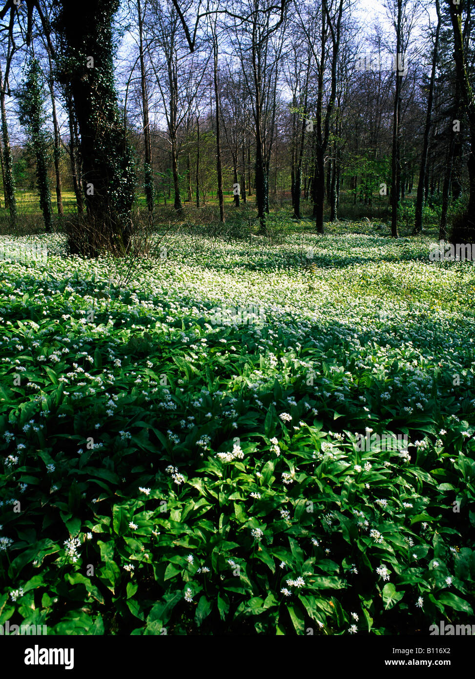 Allium_sativum hi-res stock photography and images - Alamy