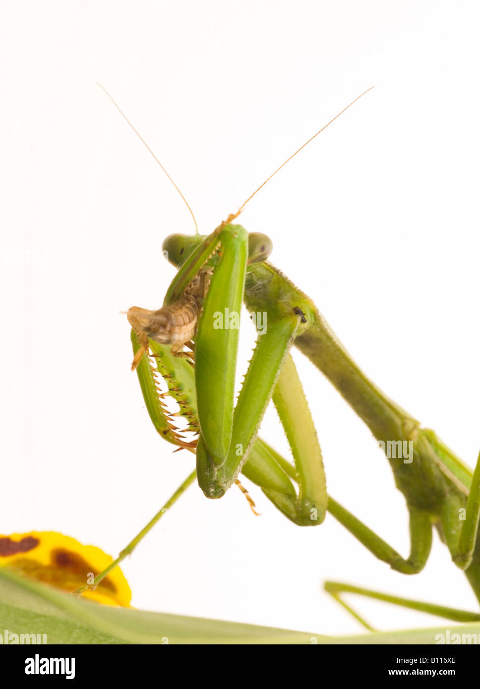 Pest preying hi-res stock photography and images - Alamy