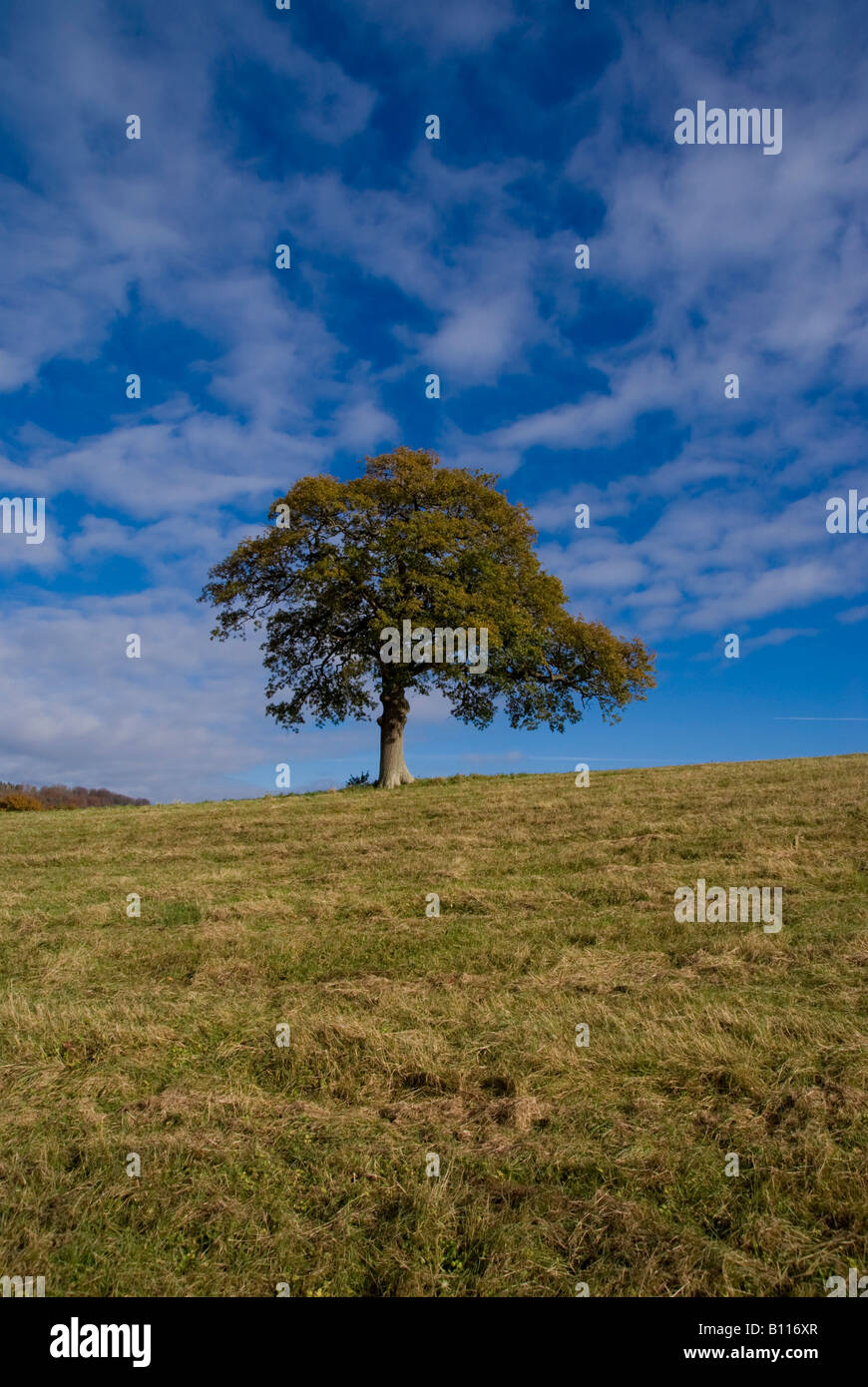 Oak tree autumn hi-res stock photography and images - Alamy