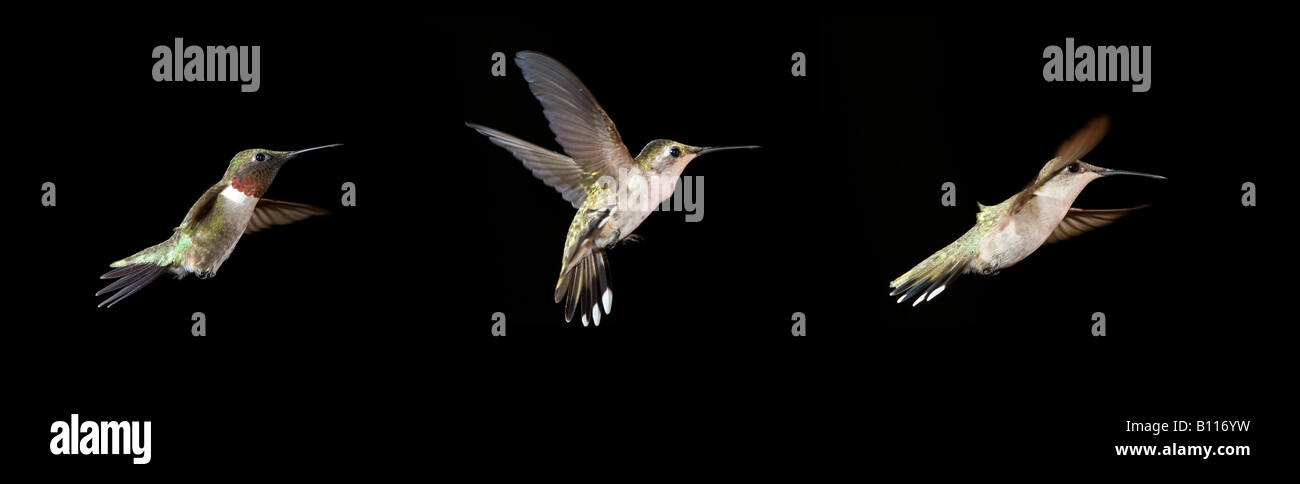Three different hummingbirds in flight Stock Photo - Alamy