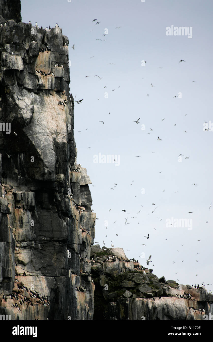 Alkenfjellet Bird Cliff, Svalbard, Norway Stock Photo - Alamy