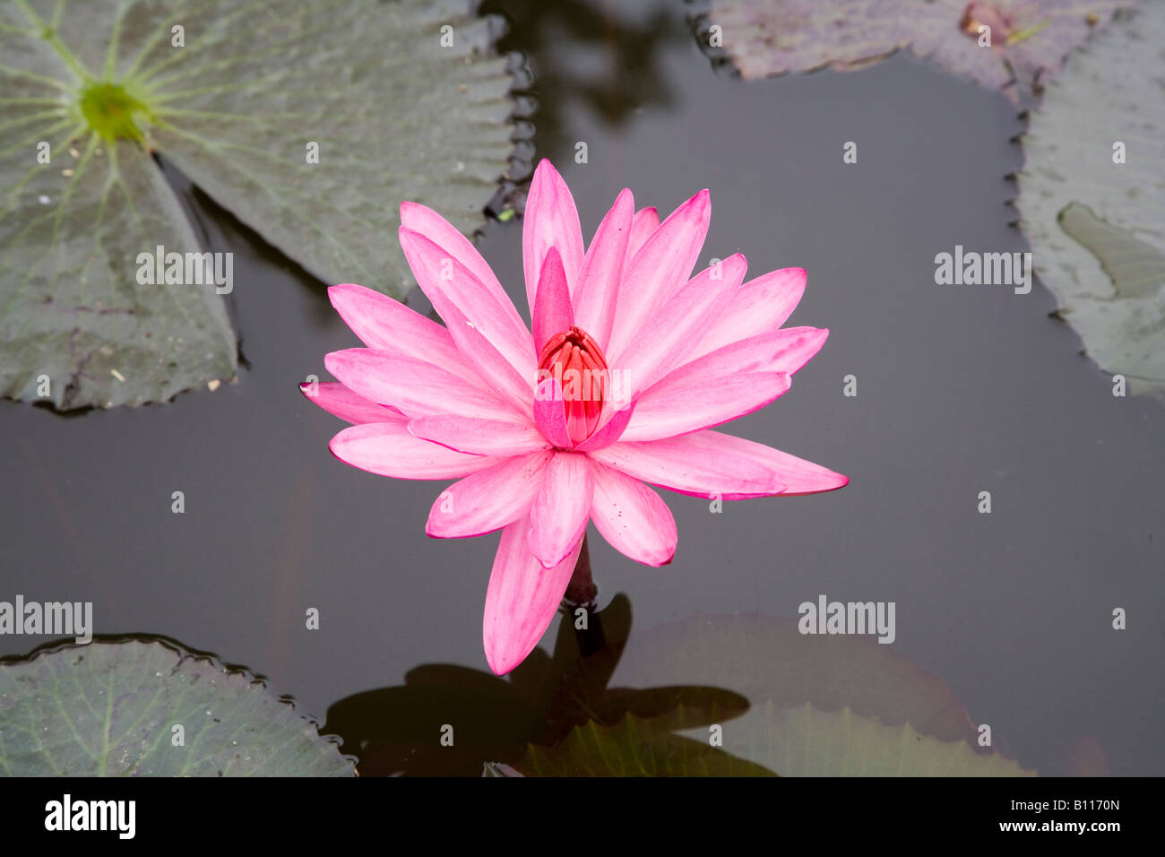 Pink water lily Stock Photo - Alamy