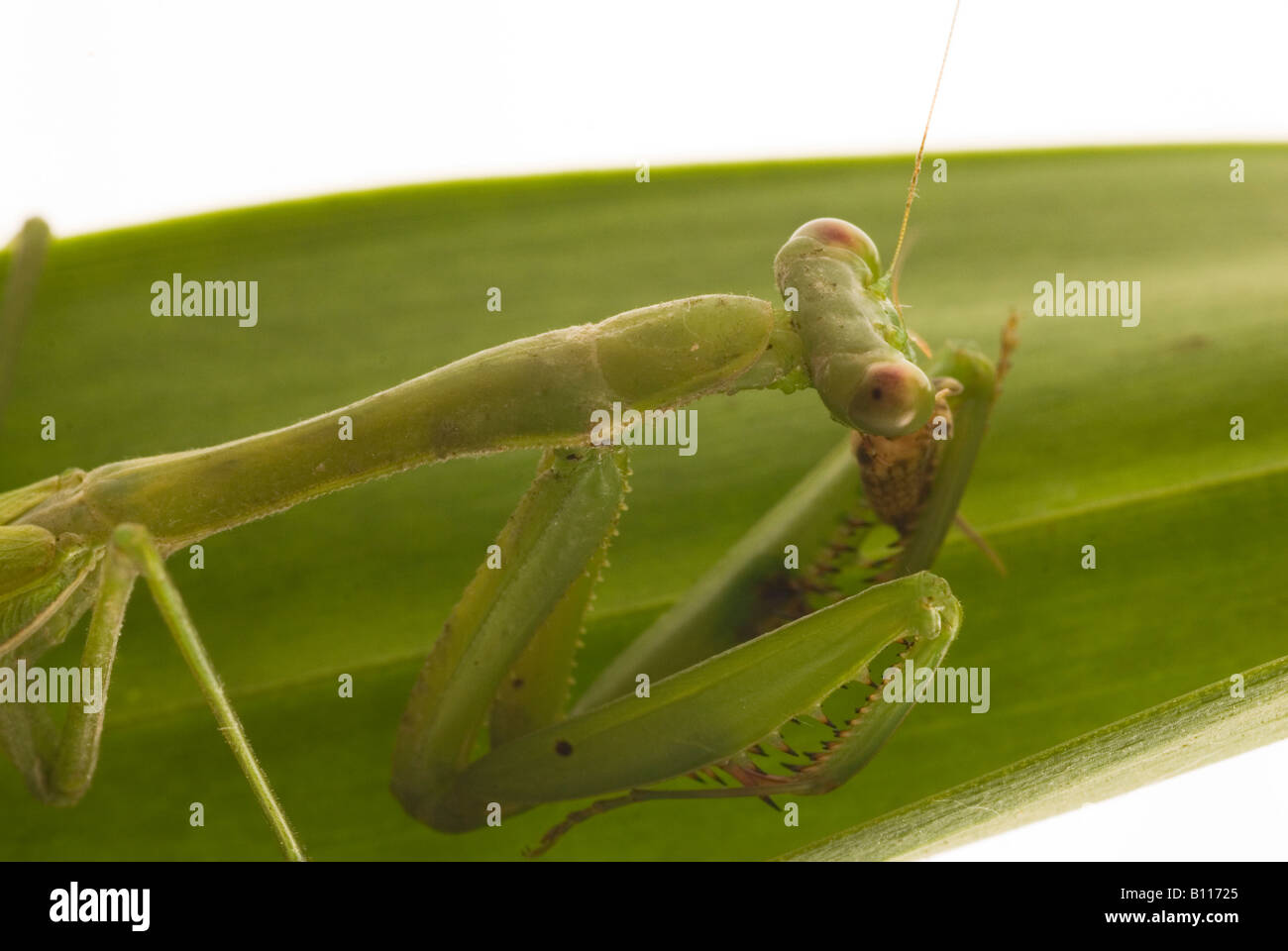 Female preying mantis eating Stock Photo - Alamy