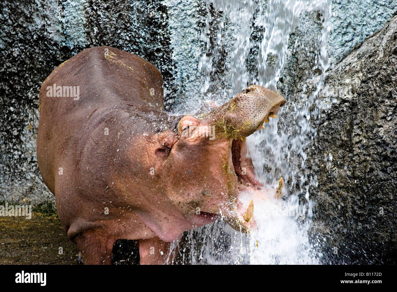 Hippo Taking a Drink Stock Photo - Alamy