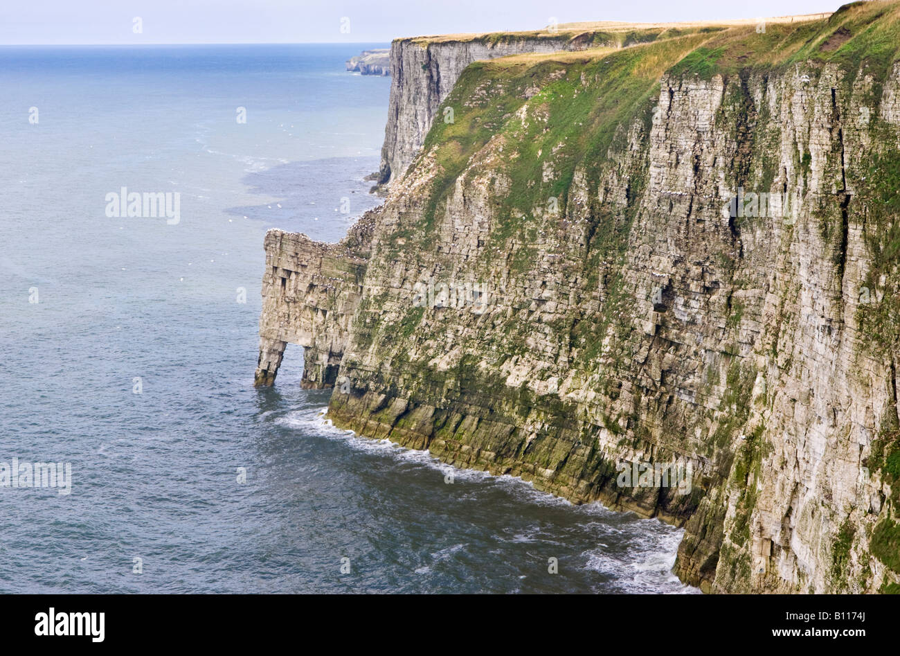The chalk cliff faces of Bempton Cliffs RSPB Nature Reserve in summer ...