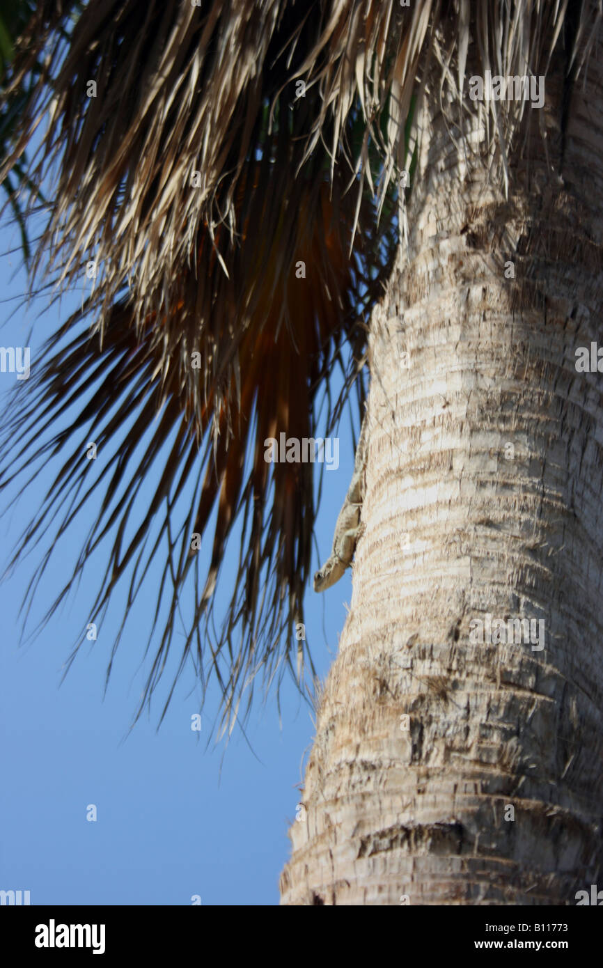 lizard on the palm Stock Photo - Alamy