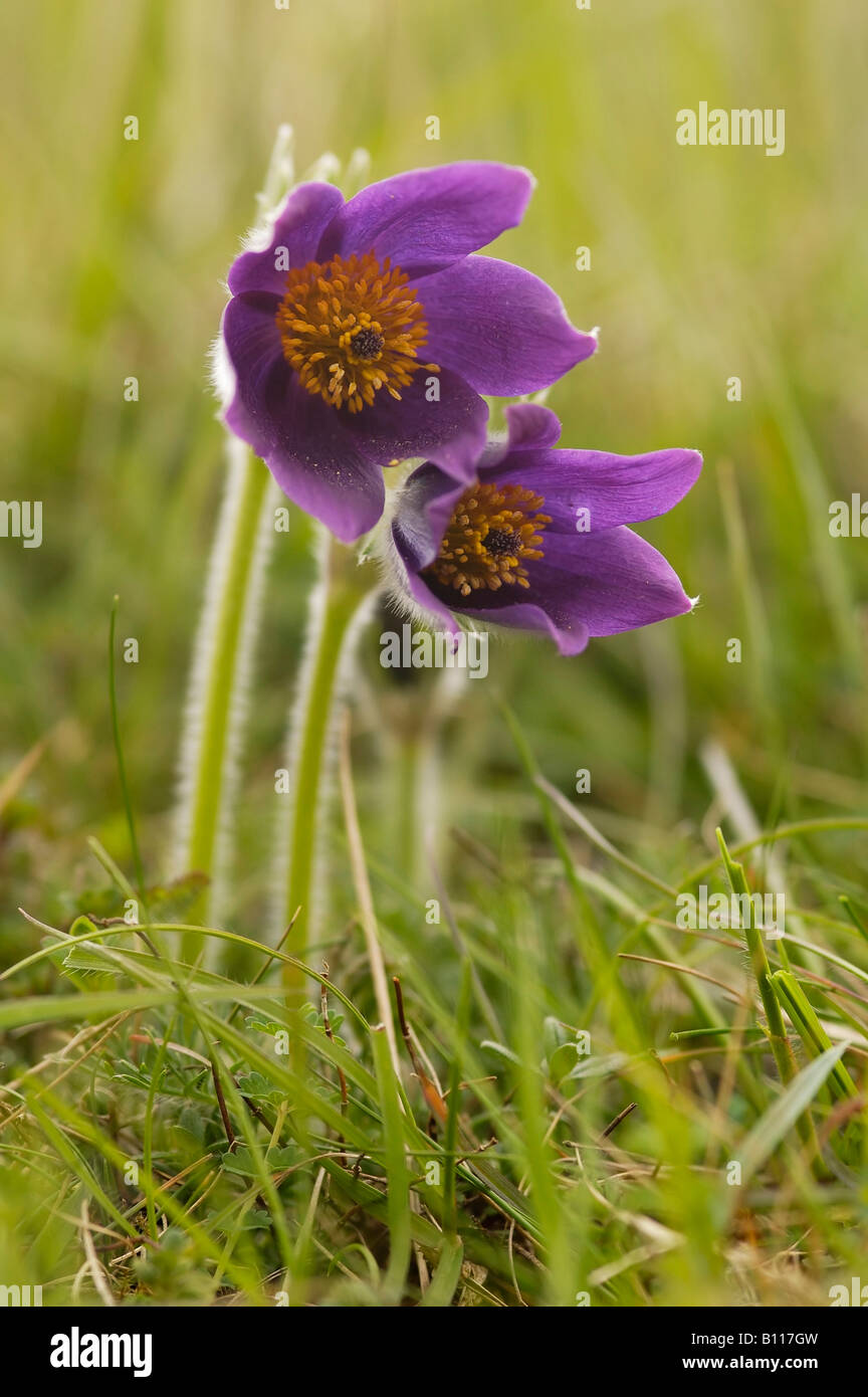 Pasque Flower Pulsatilla vulgaris Stock Photo - Alamy