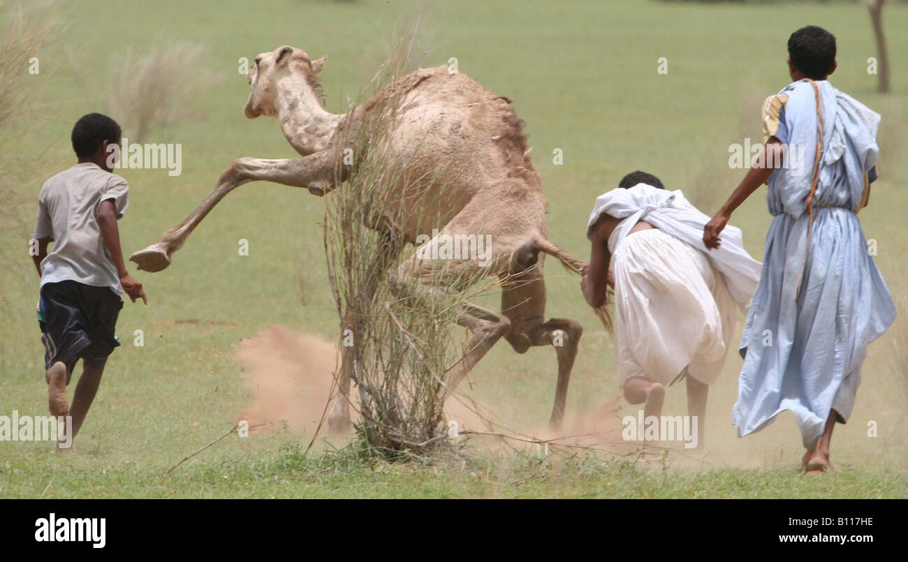 Bedouin chasing their camel Stock Photo - Alamy